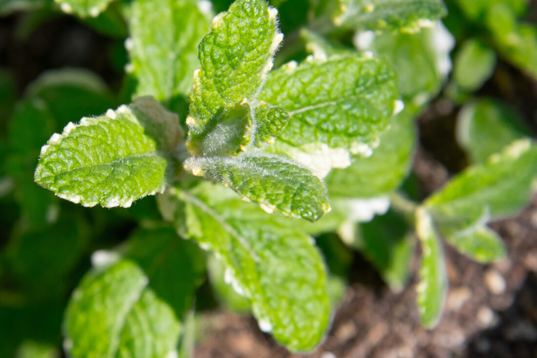 The Truth About Mints - Mother Earth Living